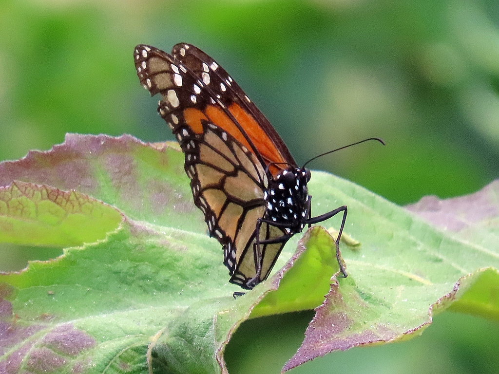 Monarch from Municipio Carrizal, Miranda, Venezuela on April 4, 2023 at ...