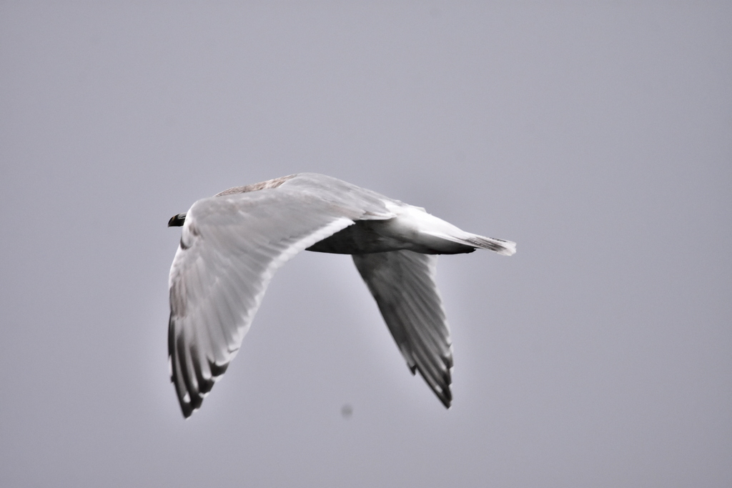 Large White-headed Gulls from Sitka, AK, USA on September 21, 2023 at ...