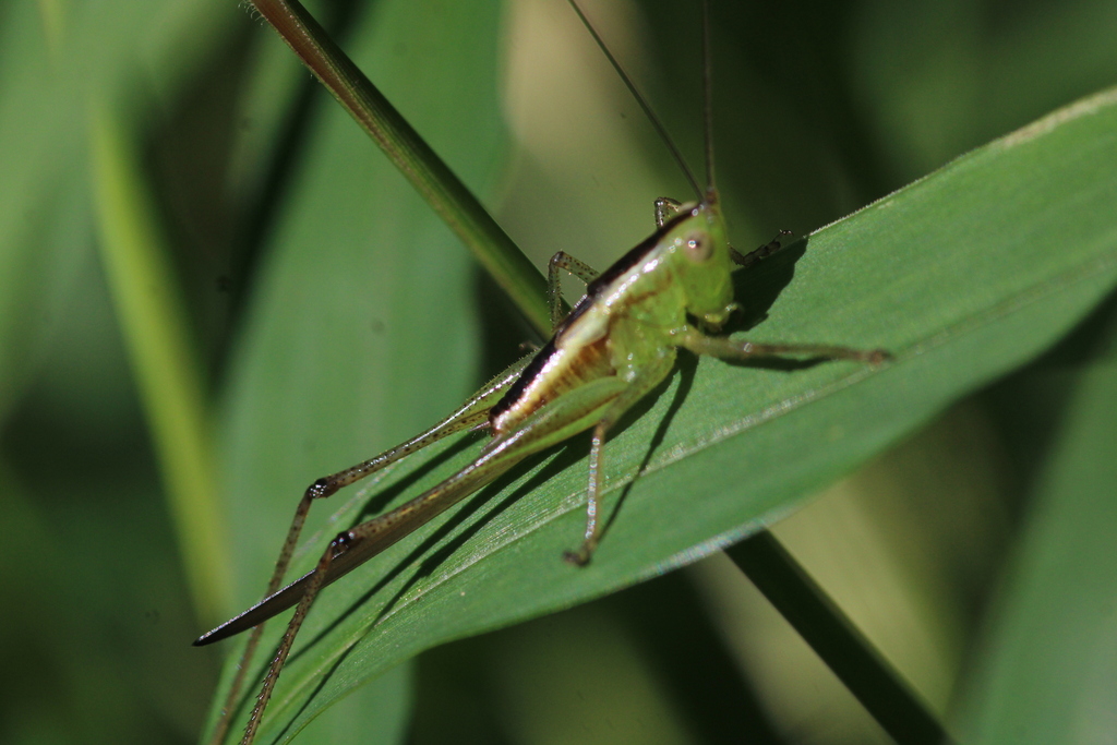 Lesser Meadow Katydids from Baltimore County, MD, USA on September 1 ...