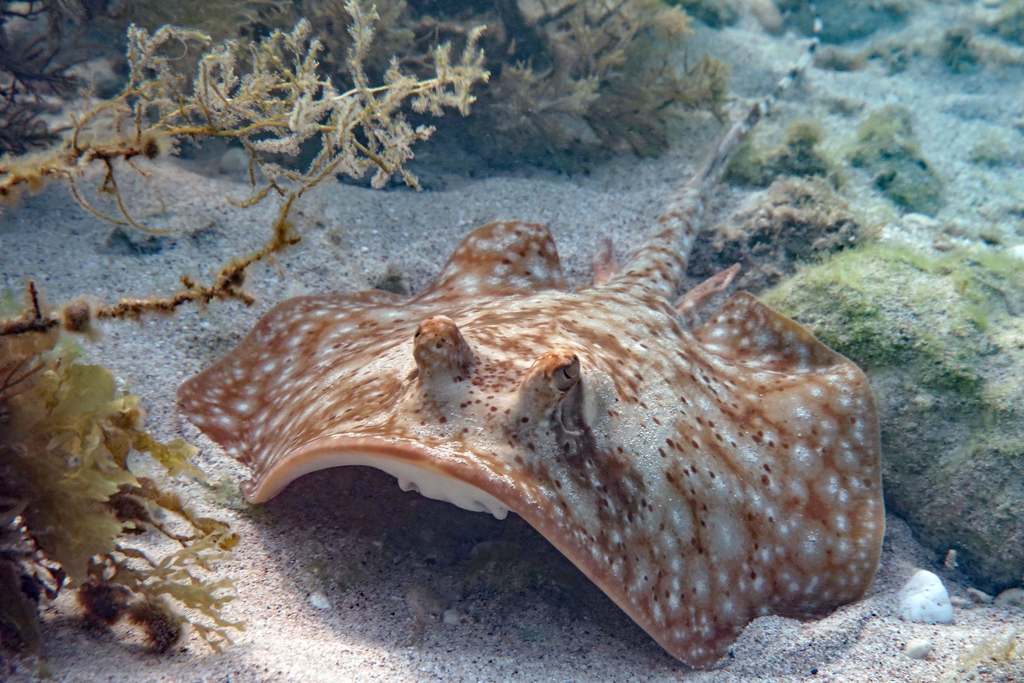 Ningaloo Maskray from Exmouth, WA, Australia on September 17, 2023 at ...