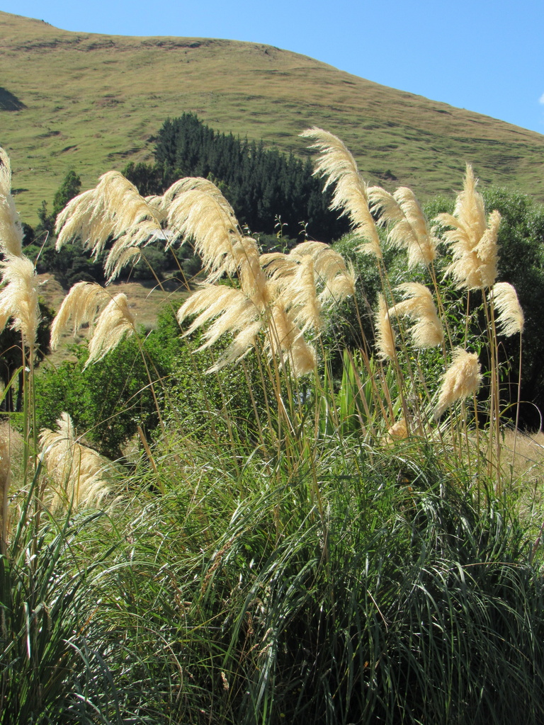 Richards toetoe from Te Waipounamu/South Island, Little River ...