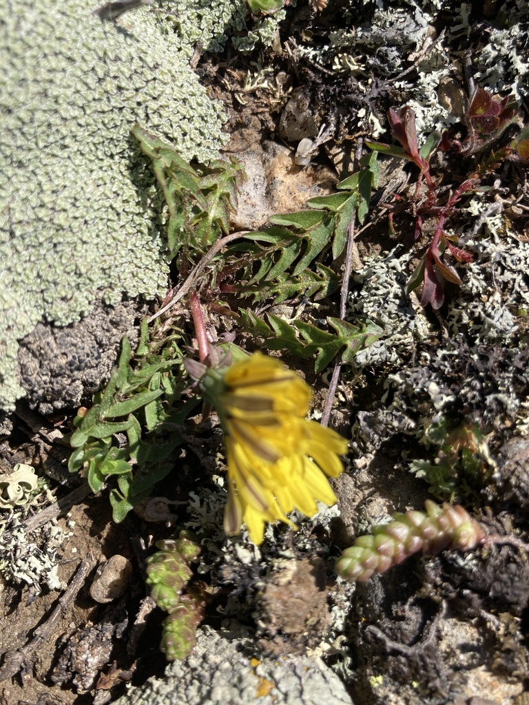 Gillies's dandelion from Te Waipounamu/South Island, Cromwell, Otago ...