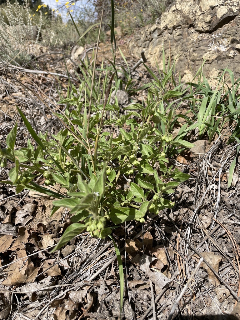 Green Nightshade in September 2023 by christian_nunes · iNaturalist