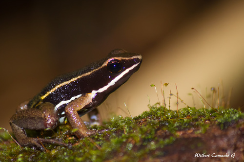 Rana saltarina de muslos brillantes (Especies de Anfibios del Meta ...