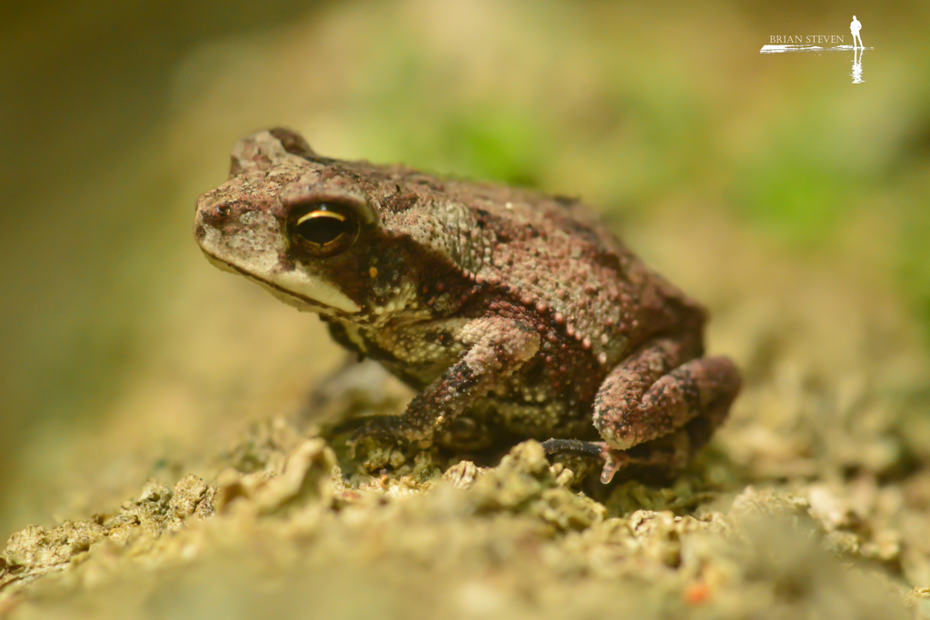 Central American Gulf Coast Toad from Calakmul, Camp., México on August ...