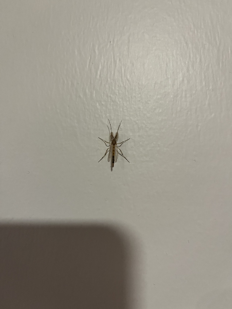 Non-biting Midges from Lakeshore Blvd, Ypsilanti, MI, US on September ...