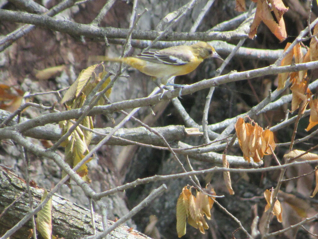 Baltimore Oriole from Benbrook, TX, USA on September 24, 2023 at 02:25 ...