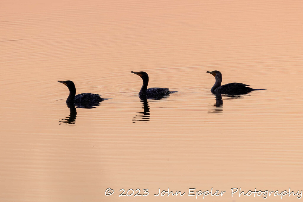 Northern Double-crested Cormorant from Galloway, NJ, USA on September 7 ...