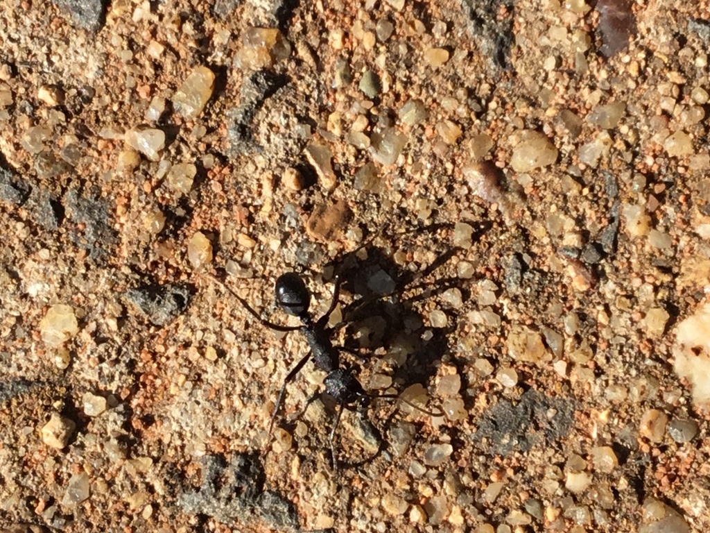 Pony Ants from Binya NSW 2665, Australia on September 22, 2023 at 08:35 ...