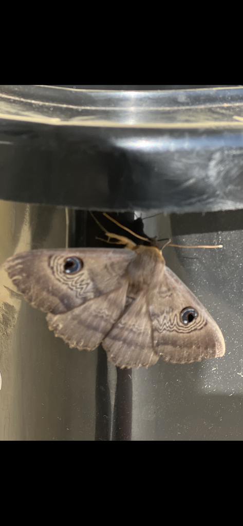 Southern Moon Moth from Binya NSW 2665, Australia on September 14, 2023 ...