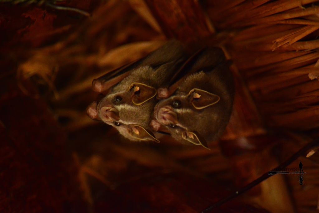 Pygmy Fruit-eating Bat from Calakmul, Camp., México on August 27, 2023 ...