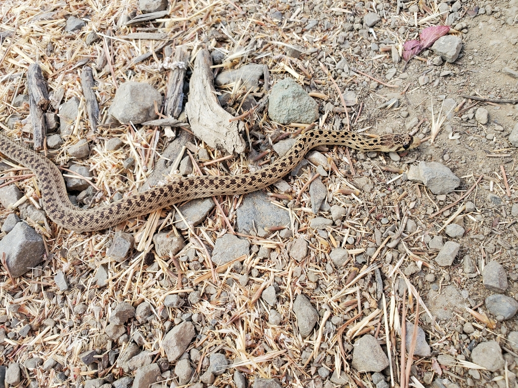 Pacific Gopher Snake from San Anselmo, CA 94960, USA on September 25 ...