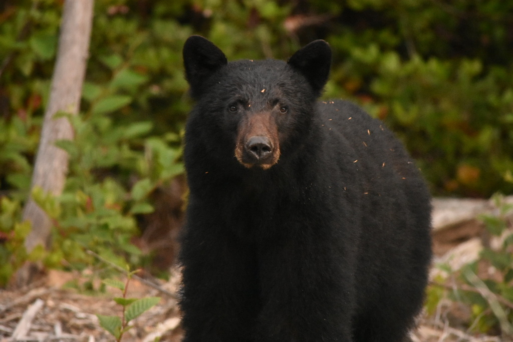 American Black Bear from Pacific Rim National Park Reserve, Alberni ...