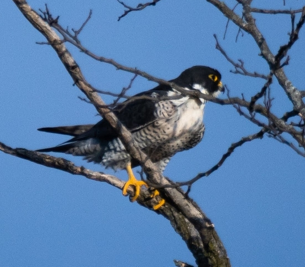 Peregrine Falcon from Bridport, VT 05734, USA on February 15, 2023 by ...