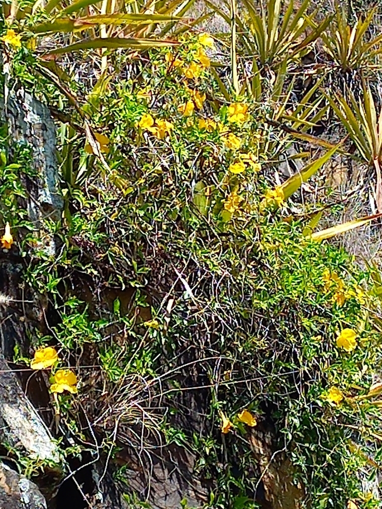 Catclaw vine from Brisbane, QLD, Australia on September 26, 2023 at 12: ...