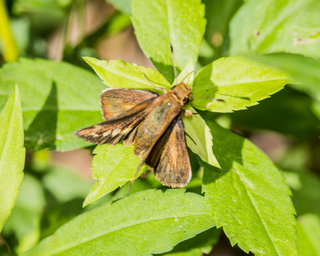 Zabulon Skipper from Downers Grove, IL, USA on August 26, 2023 at 03:00 ...