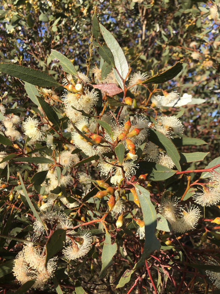 Ridge-fruited mallee from Ngarkat SA 5302, Australia on September 26 ...