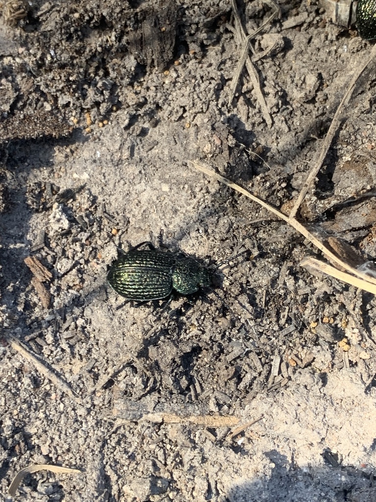 Adelium in September 2023 by Braden Mcdonald · iNaturalist