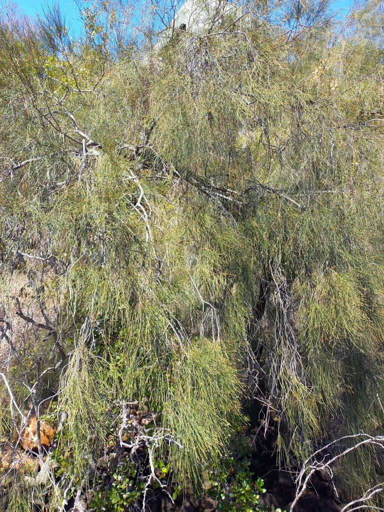 Swamp sheoak from Kangaroo Point QLD 4169, Australia on September 26 ...