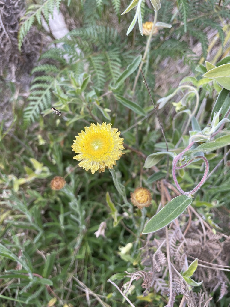 button everlasting from Paratea Flora and Fauna Reserve, Frankston ...