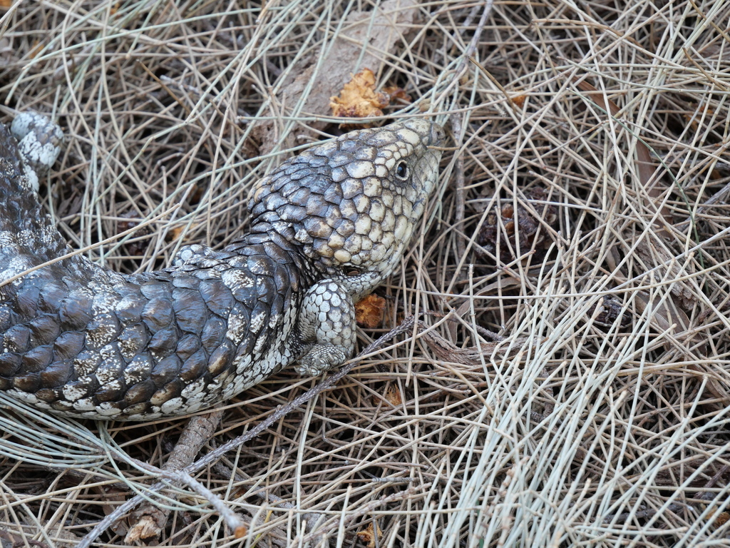 South-west Shingleback Lizard from Perth WA, Australia on August 30 ...
