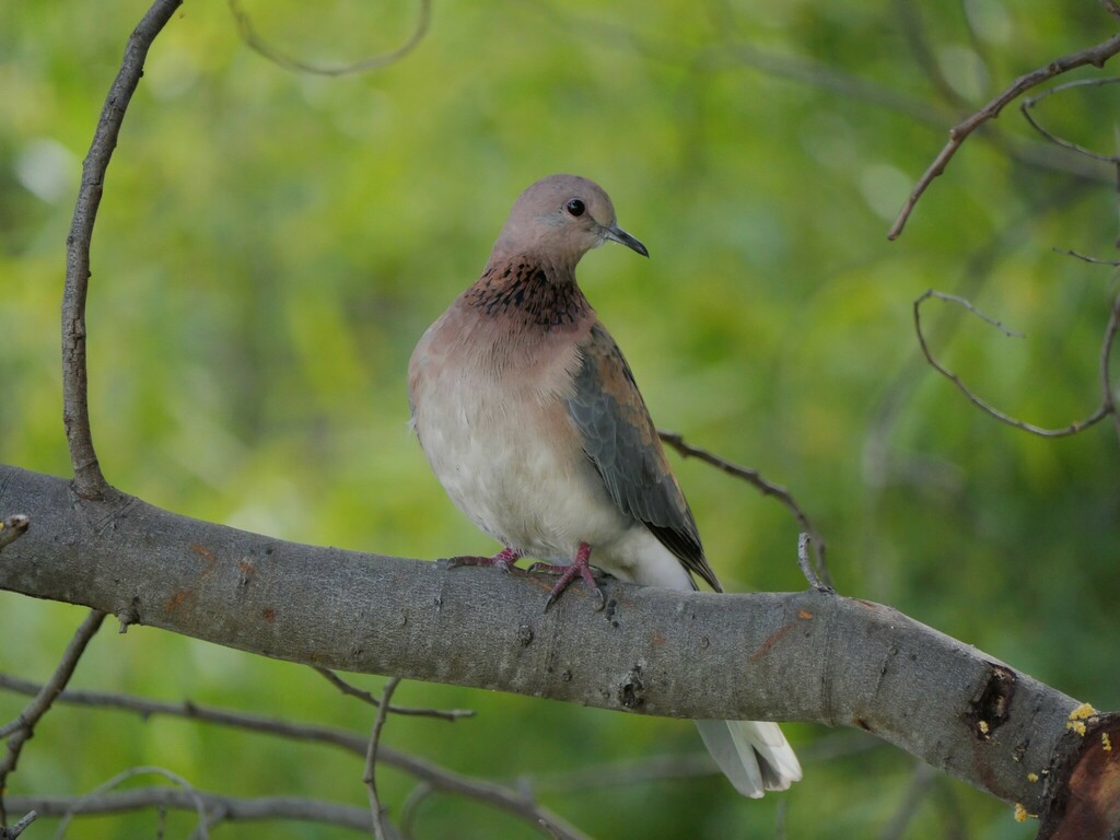 Southern Laughing Dove from Perth WA, Australia on September 1, 2023 at ...
