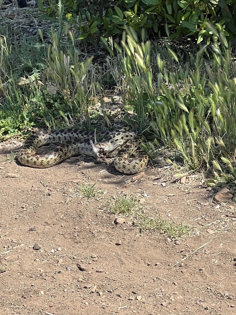 Gopher Snake from Stanford University, Stanford, CA, US on May 13, 2023 ...