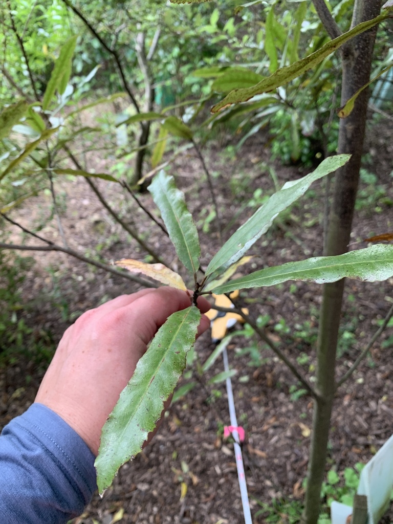 Hinau from Waiwhetu, Lower Hutt, New Zealand on March 8, 2023 at 01:54 ...