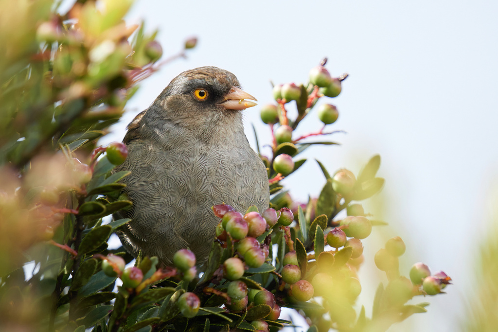 Volcano Junco from San José Province, Pérez Zeledón, Costa Rica on ...