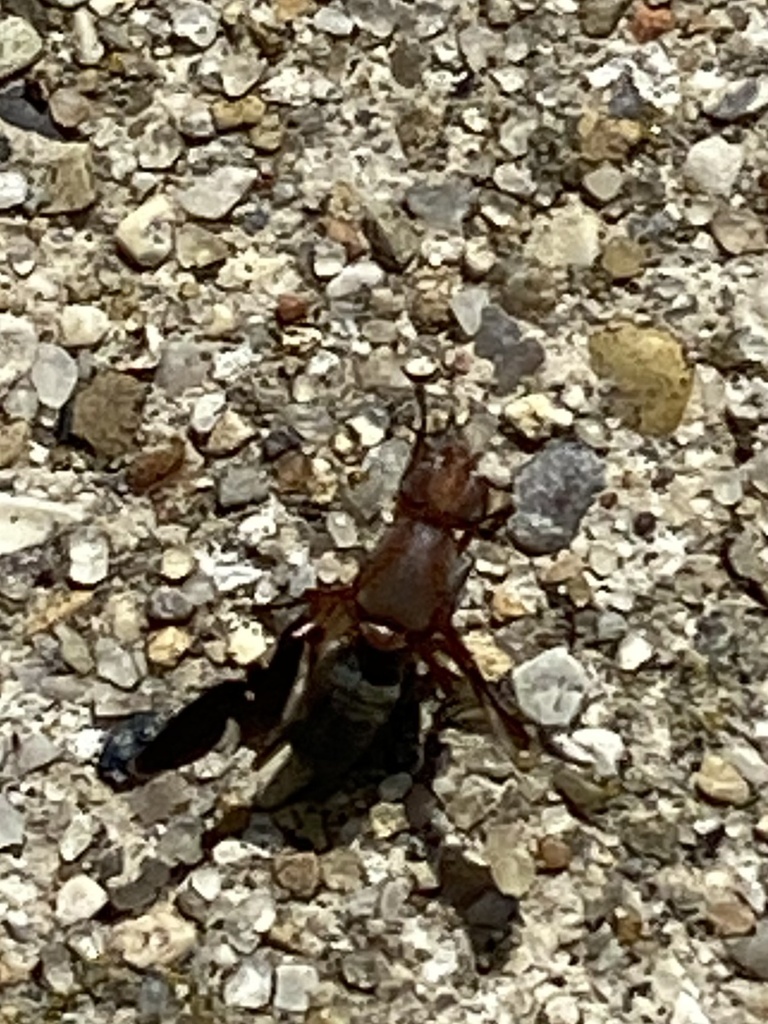 Common Picture-winged Fly from Eastern Illinois University, Charleston ...