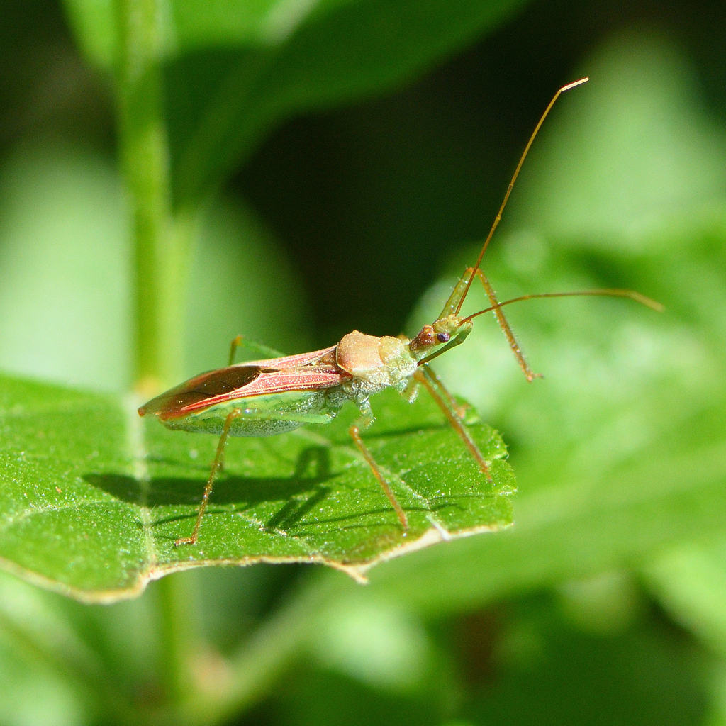 Leafhopper Assassin Bug in September 2023 by Daryl Williams · iNaturalist