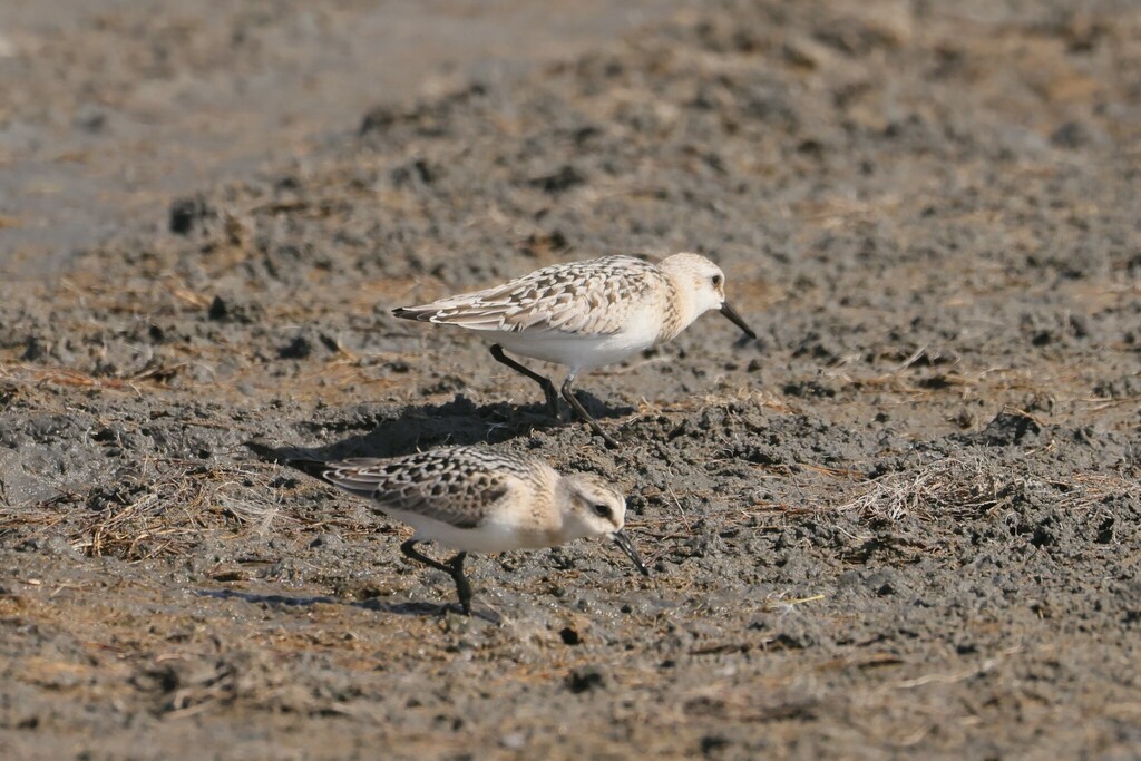 Sanderling from Summer Village of Gull Lake Alberta Canada on August 29 ...