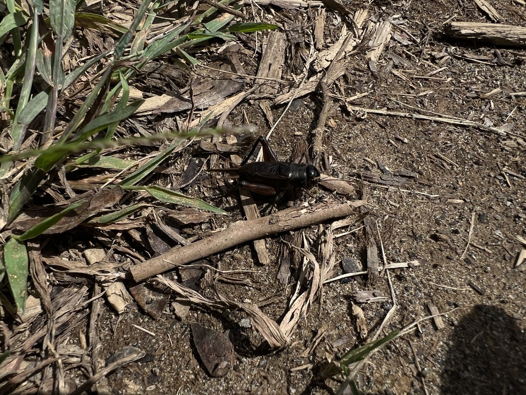 Emma Field Cricket from 白井久保, 勝浦市, 千葉県, JP on September 26, 2023 at 11: ...