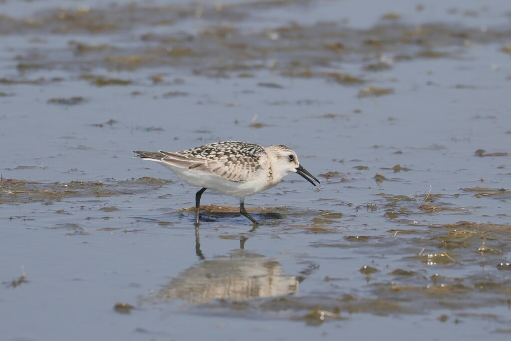 Sanderling from Summer Village of Gull Lake Alberta Canada on August 29 ...
