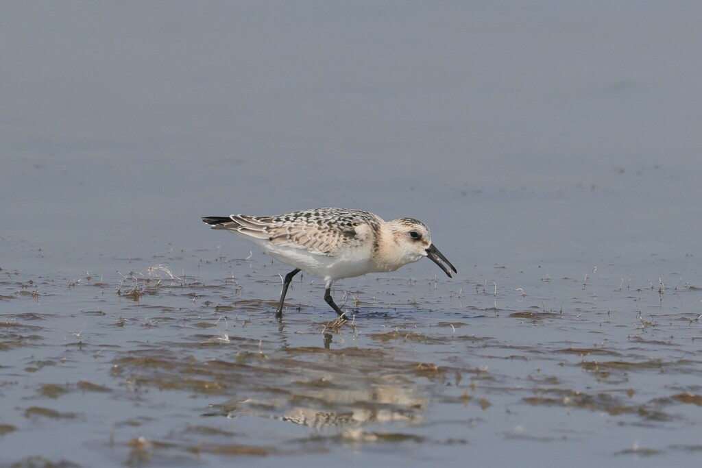 Sanderling from Summer Village of Gull Lake Alberta Canada on August 29 ...