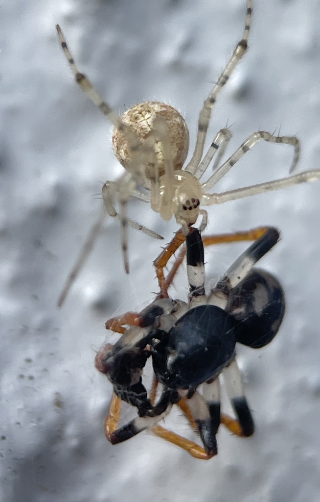 Two-spined Ant Spider from Boundary Tk E, Frankston South, VIC, AU on ...