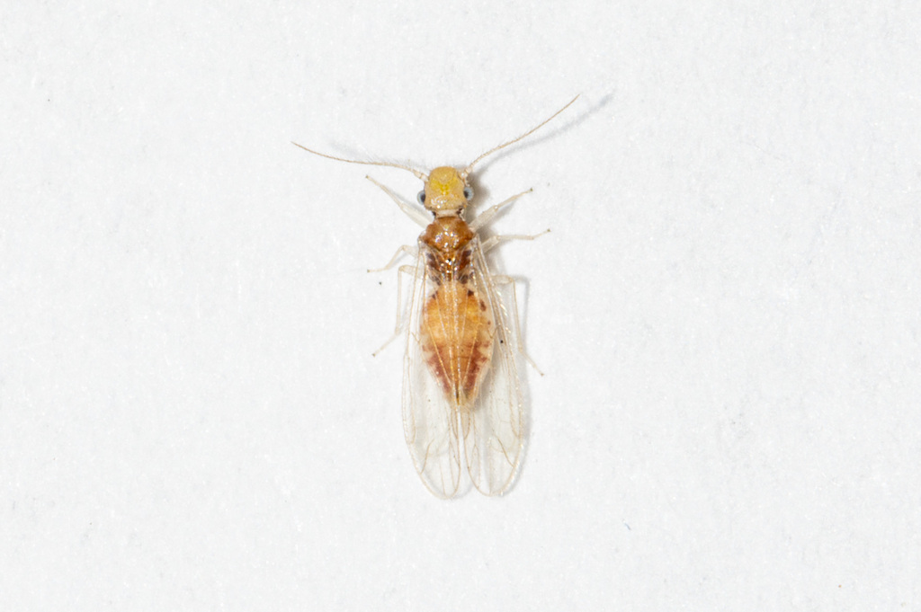 False Lizard Barklice in September 2023 by Geoffrey Cox · iNaturalist