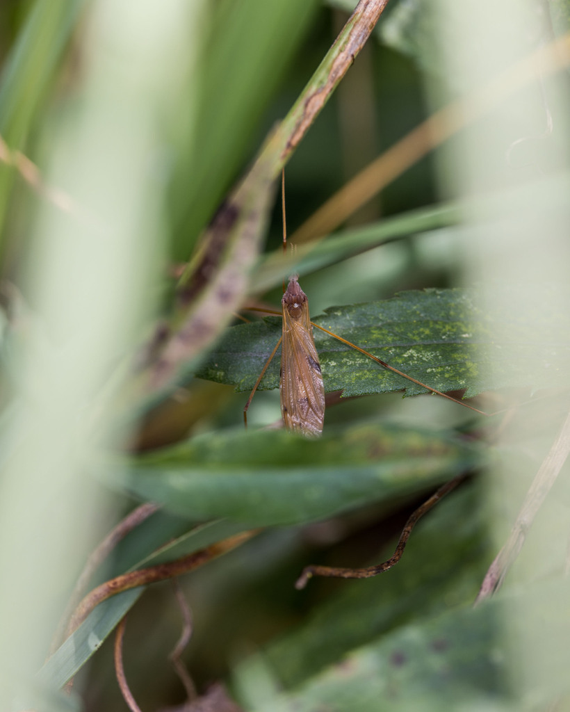 Platytipula from Dupage County, IL, USA on September 24, 2023 at 02:39 ...