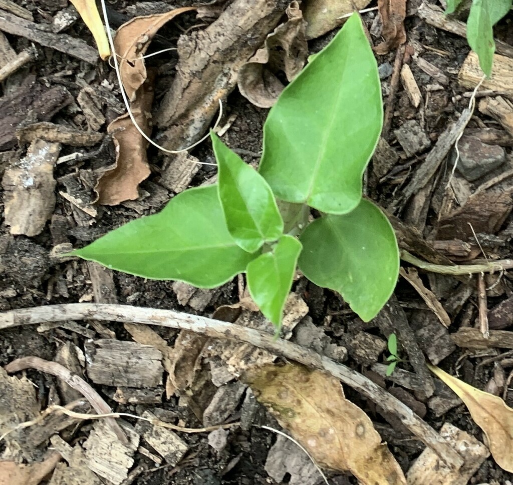 Moth Vine from Waiwhetu, Lower Hutt, New Zealand on March 8, 2023 at 02 ...