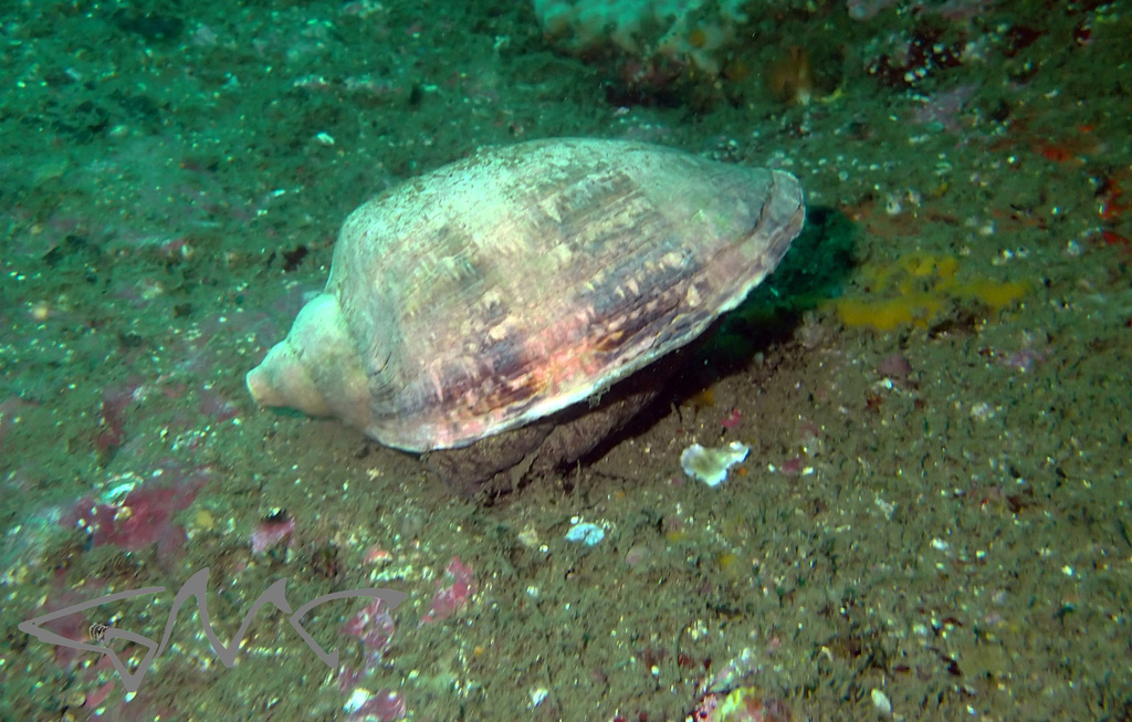 Magnificent Volute from The Temple dive site, Moon Island on September ...