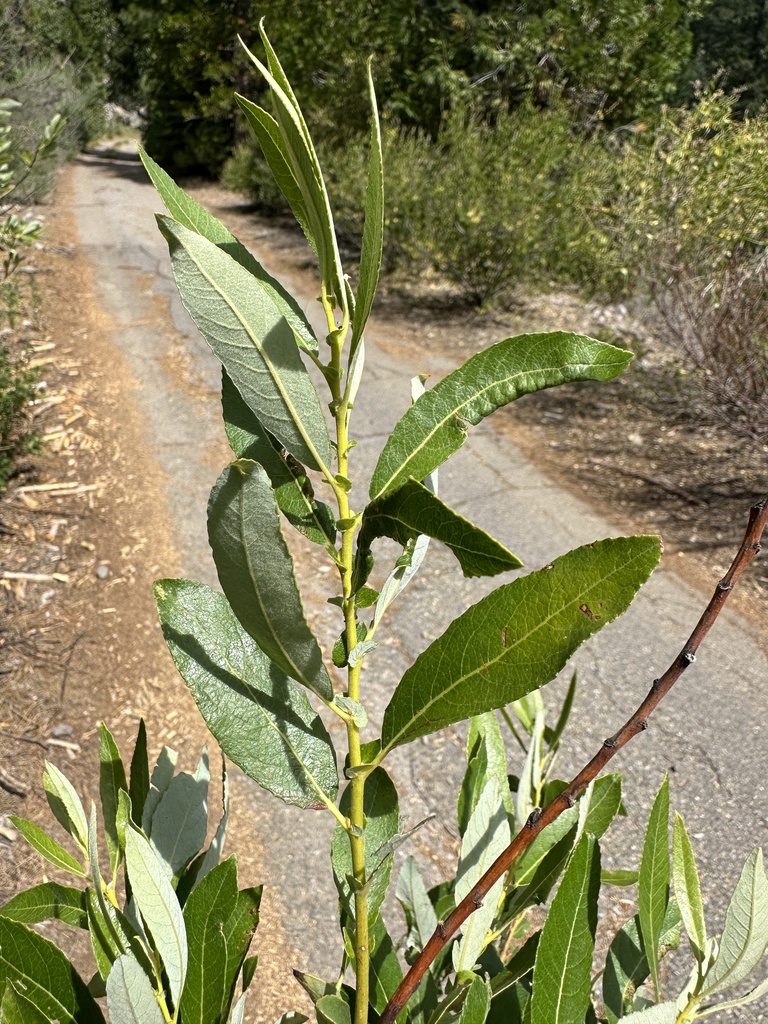 Arroyo Willow from Tehama County, CA, USA on August 7, 2023 at 02:17 PM ...