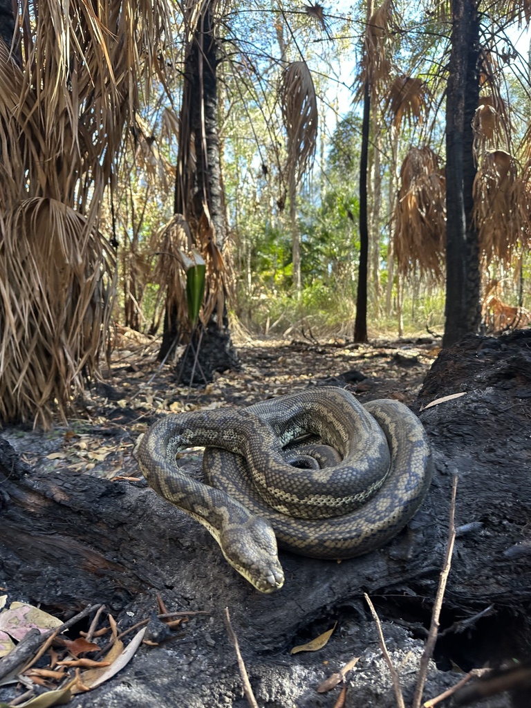 Coastal Carpet Python from Bribie Island National Park and Recreation ...