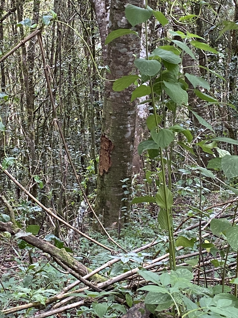 Mountain Lion from Volcán Barú, Chiriqui, PA on September 24, 2023 at ...