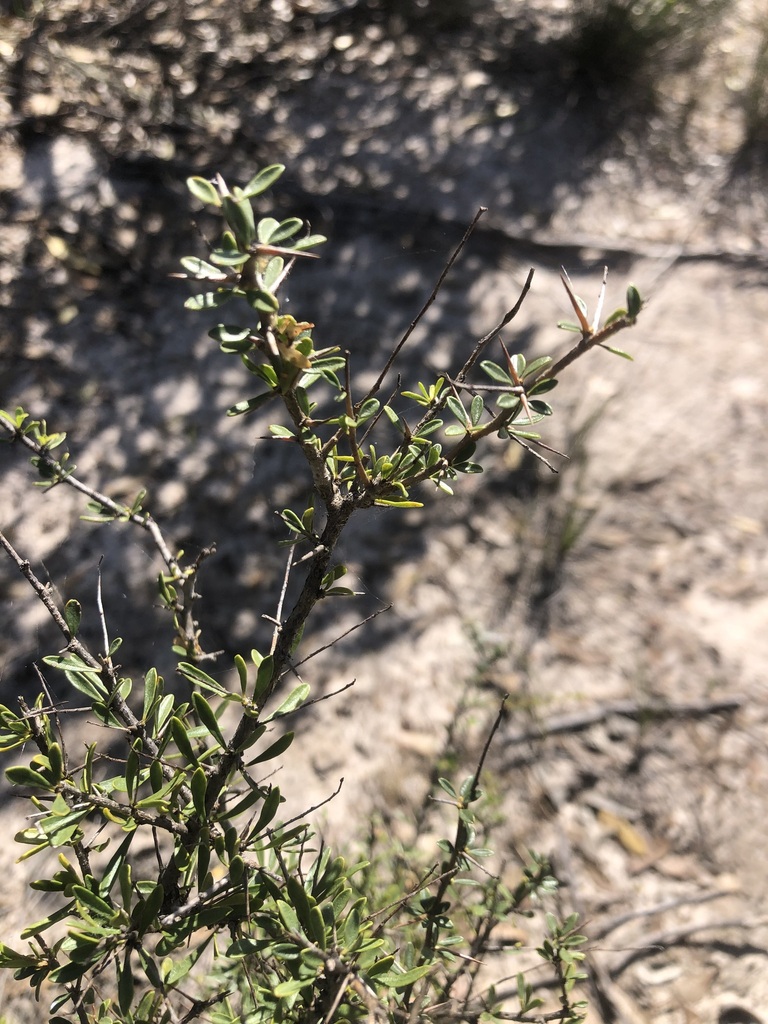 Australian Blackthorn from Ngarkat SA 5302, Australia on September 26 ...