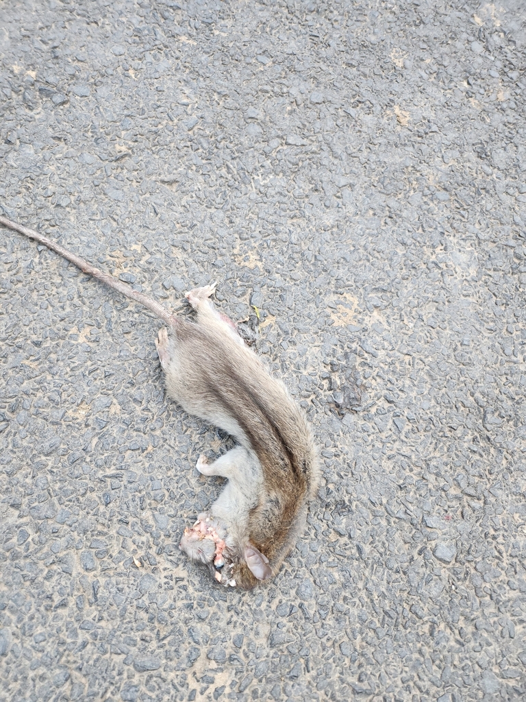 Old World Rats from Barrengarry NSW 2577, Australia on September 26 ...