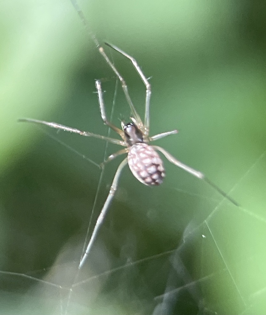 Something in September 2023 by suecee. Two spiders very active together ...