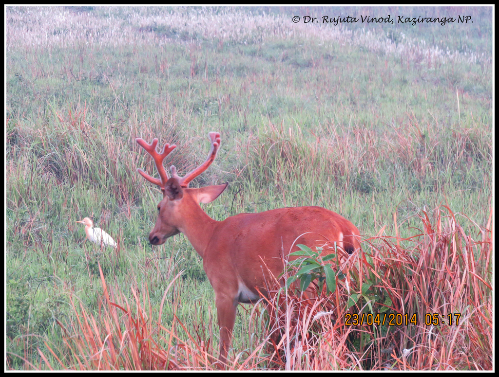 Eastern Swamp Deer in April 2014 by Rujuta Vinod · iNaturalist
