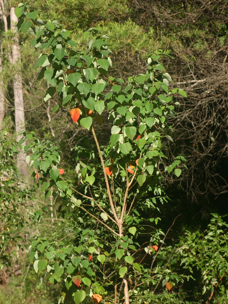 Bleeding Heart from Westray's Grave, Southern Lamington QLD 4211 ...