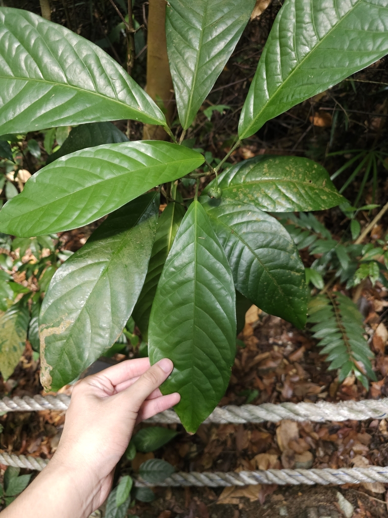 Actephila excelsa from Bukit Timah Nature Reserve on September 25, 2023 ...