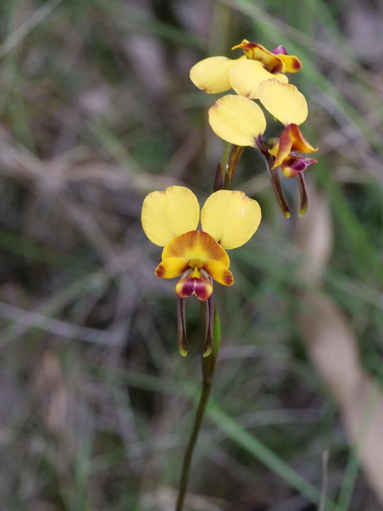 Wallflower orchid from Melbourne VIC, Australia on September 26, 2023 ...